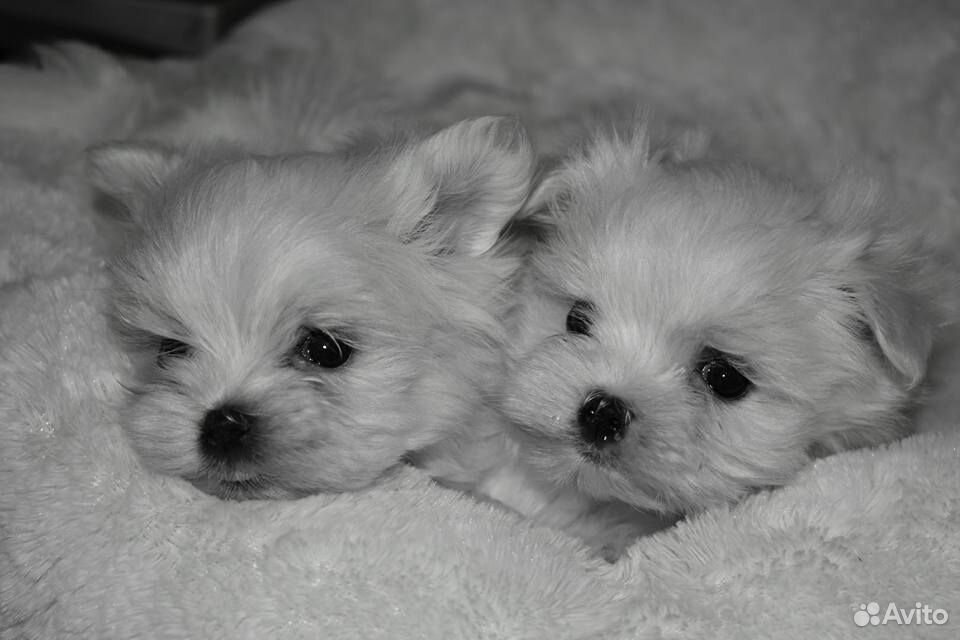 Девочка мальтезе