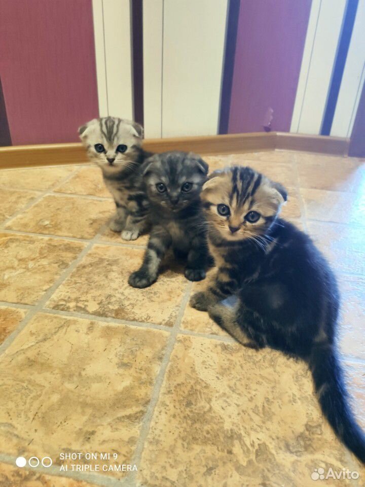Котята вислоухие