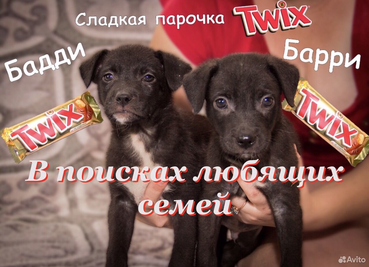 Твиксики в поисках дома