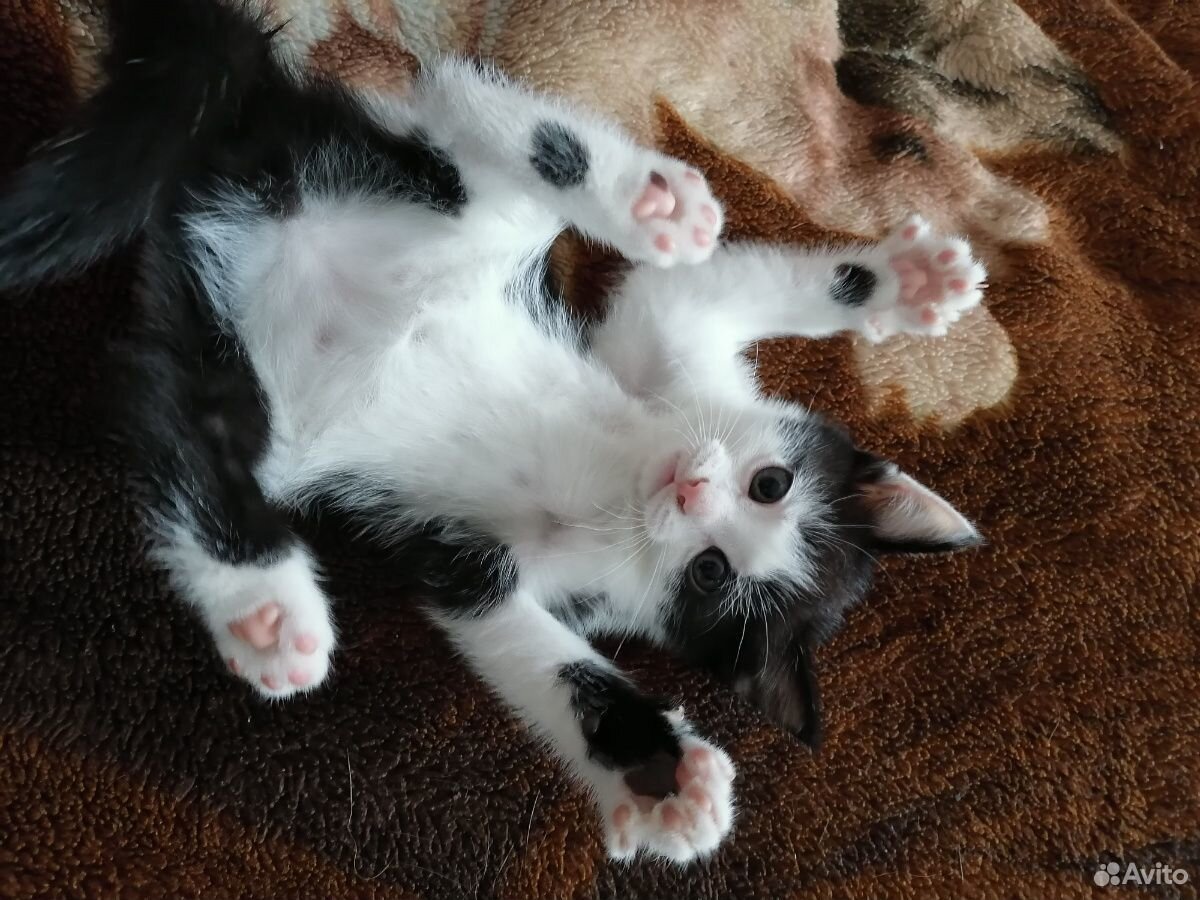 Милые котята