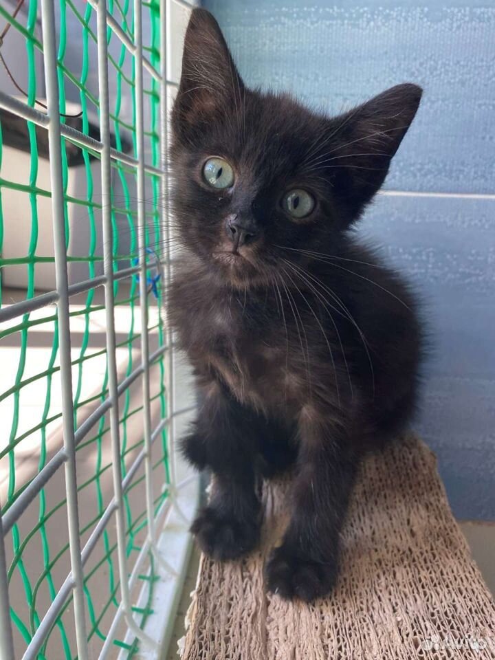 Котенок Тор