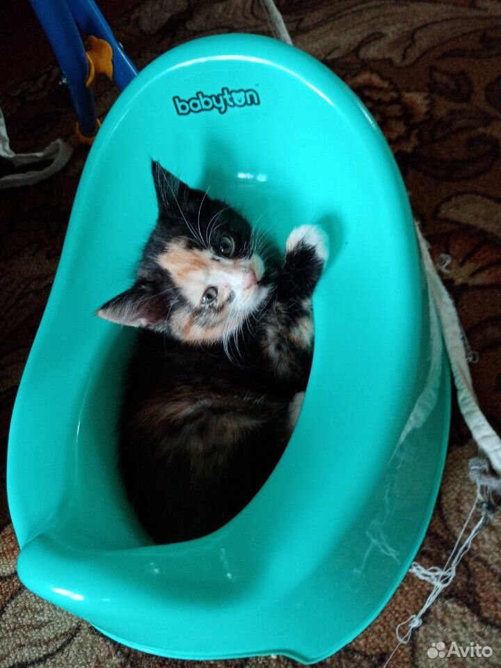 Продам котёнка бобтейл