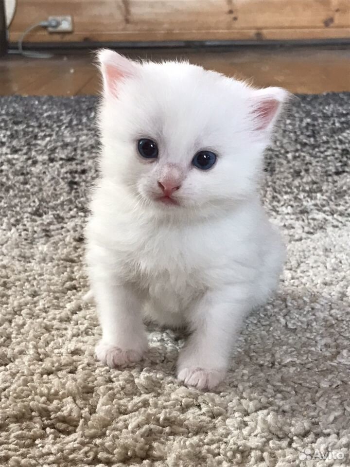 Котёнок ищет заботливых хозяев