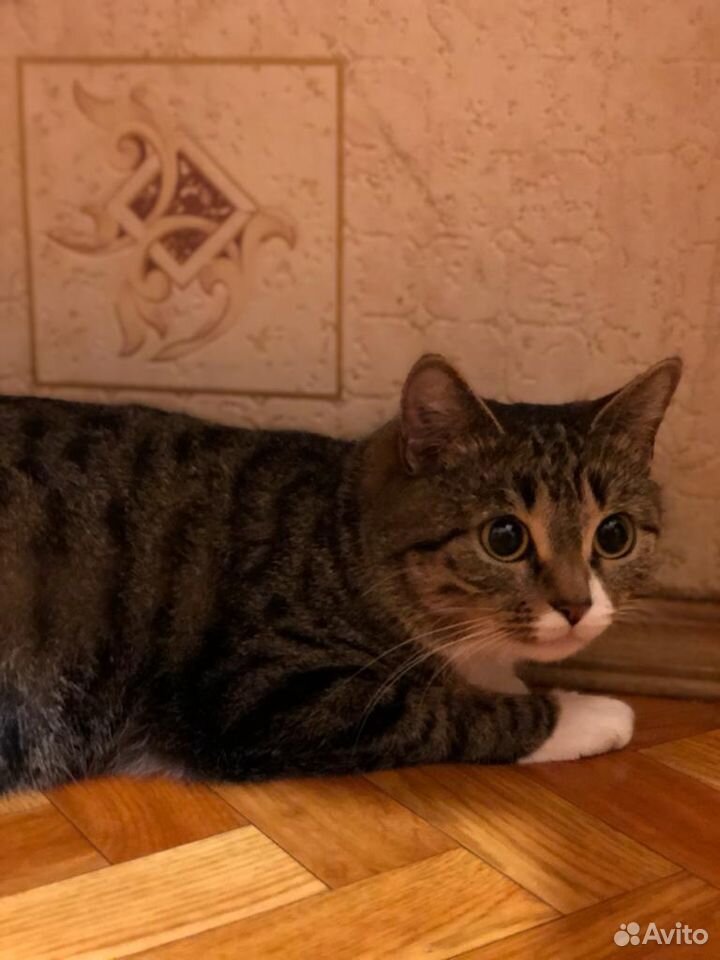 Кошка ищет дом