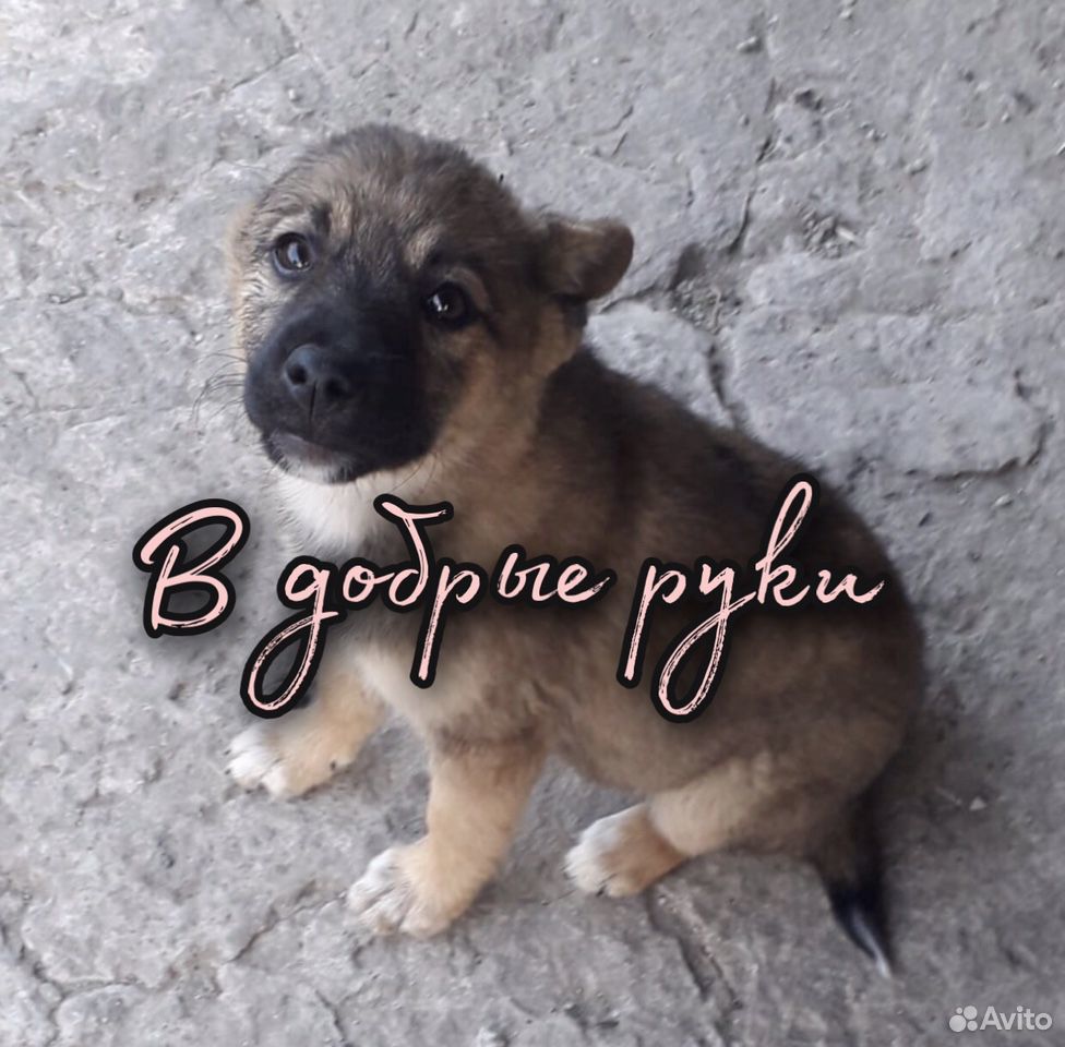 В поисках семьи