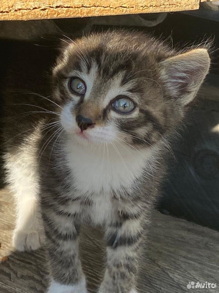 Котики ищут своих хозяев