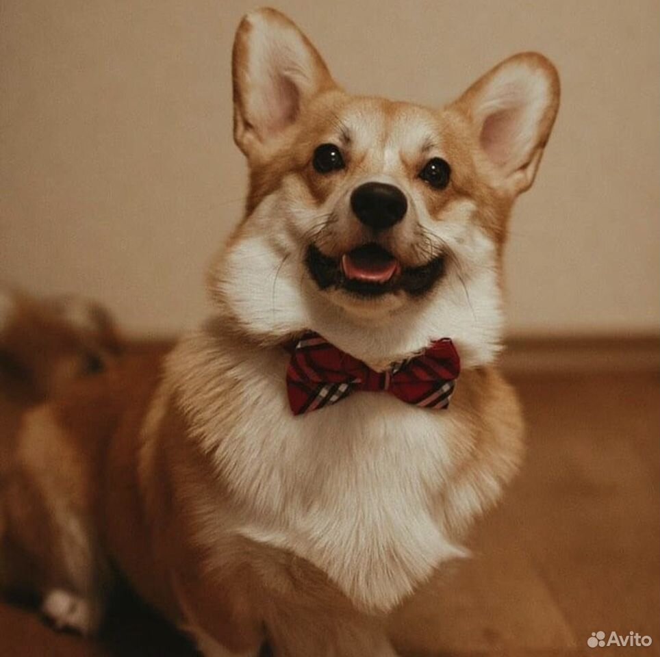 Мечтаем о велыш-корги пемброк/кардиган