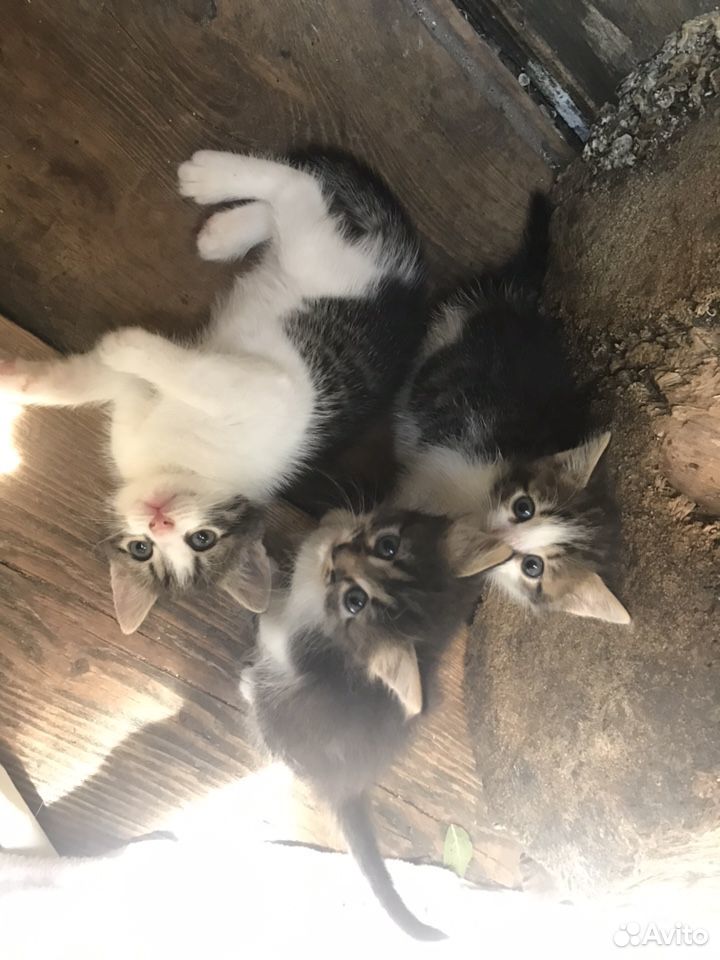 Ккотятки