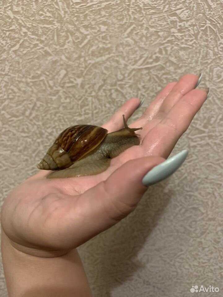 Улитки Ахатины