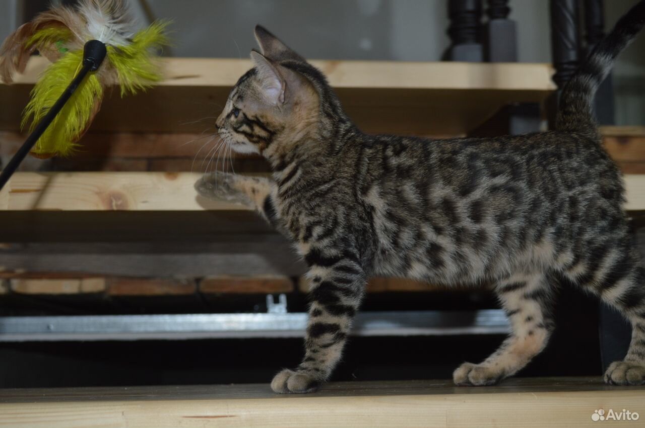 Ажурная бенгальская девочка