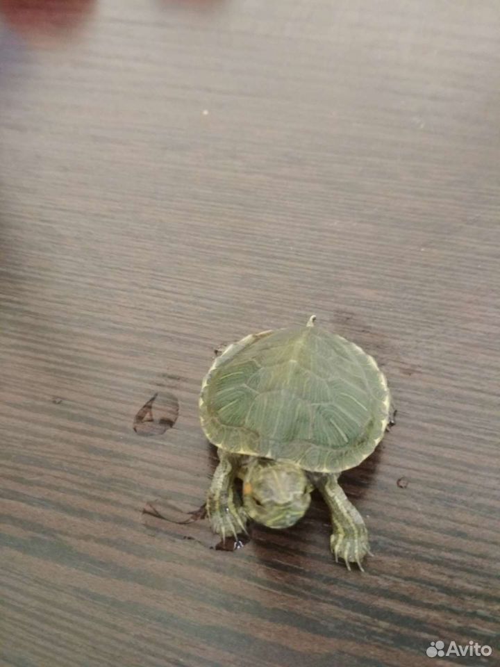 Красноухая черепаха