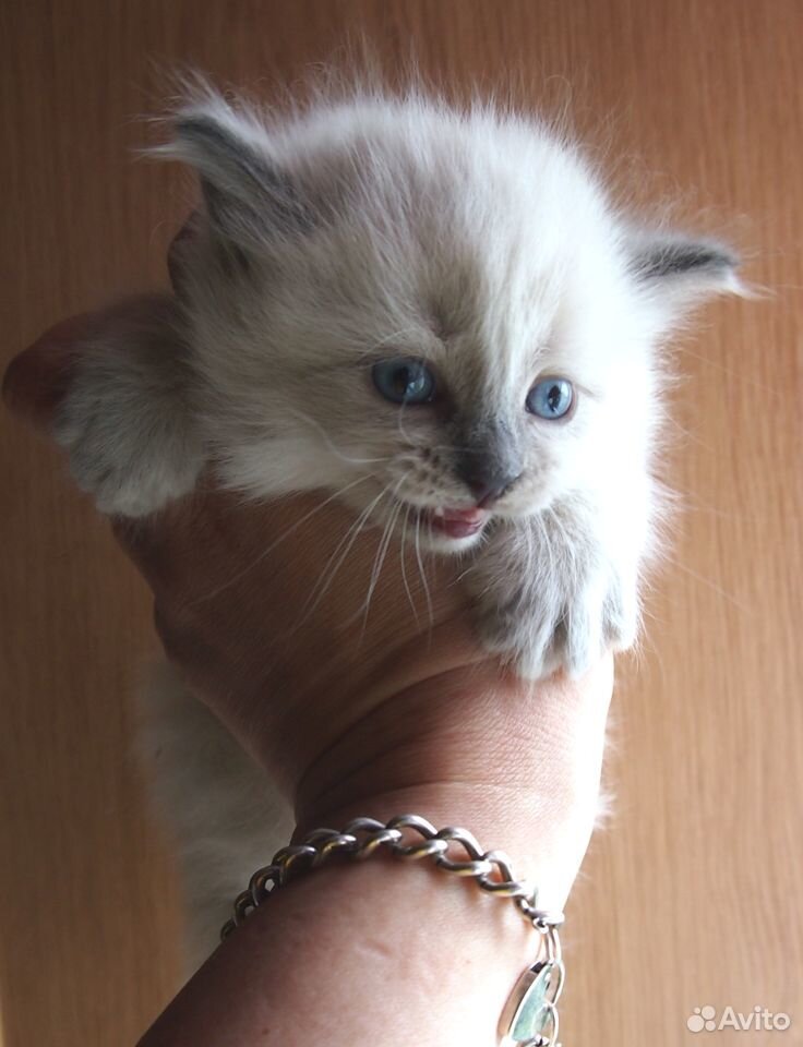 Кошечка голубых кровей