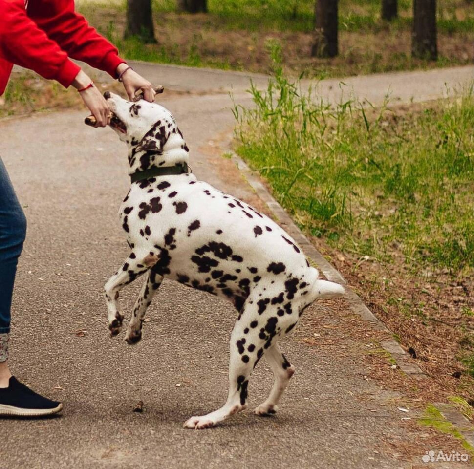 Молодая собака породы далматин ищет дом