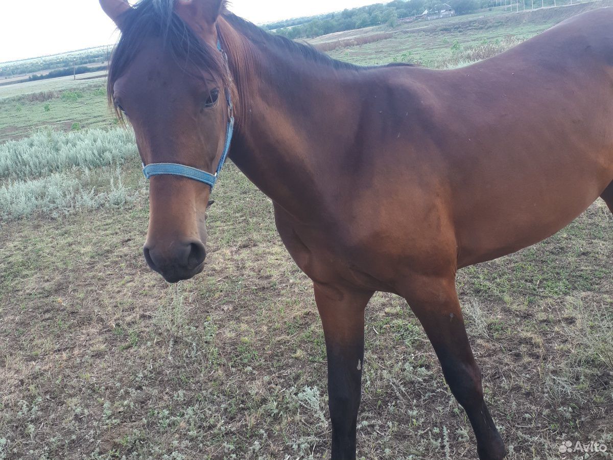 Взрослая лошадь, молодая лошадь и жеребёнок