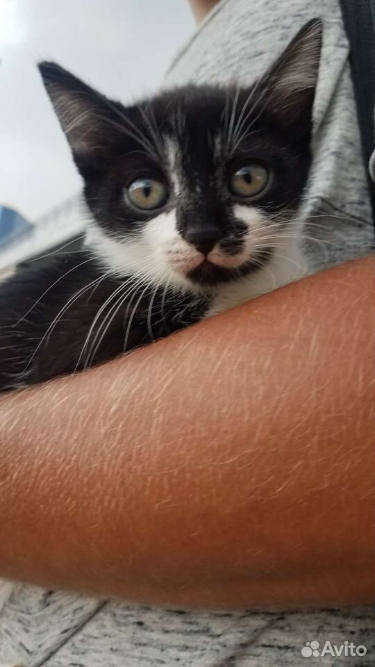 Котята в хорошие руки