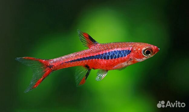 Расбора Бригитты