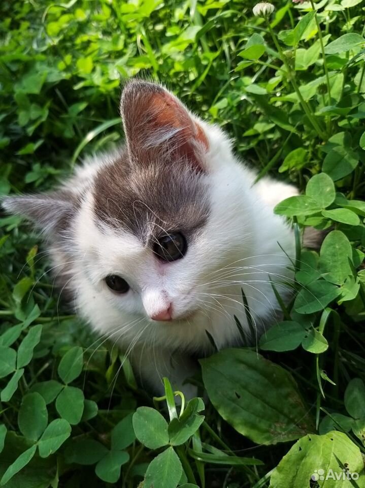 Котенок(девочка)