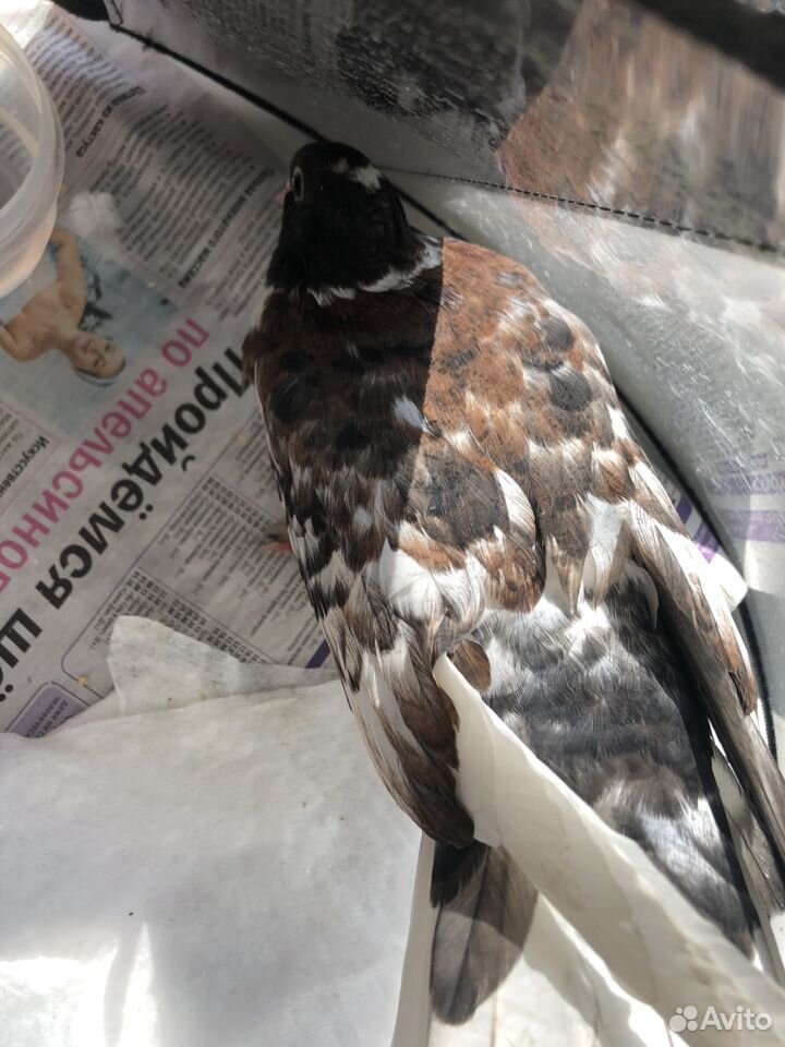 Голубь породистый