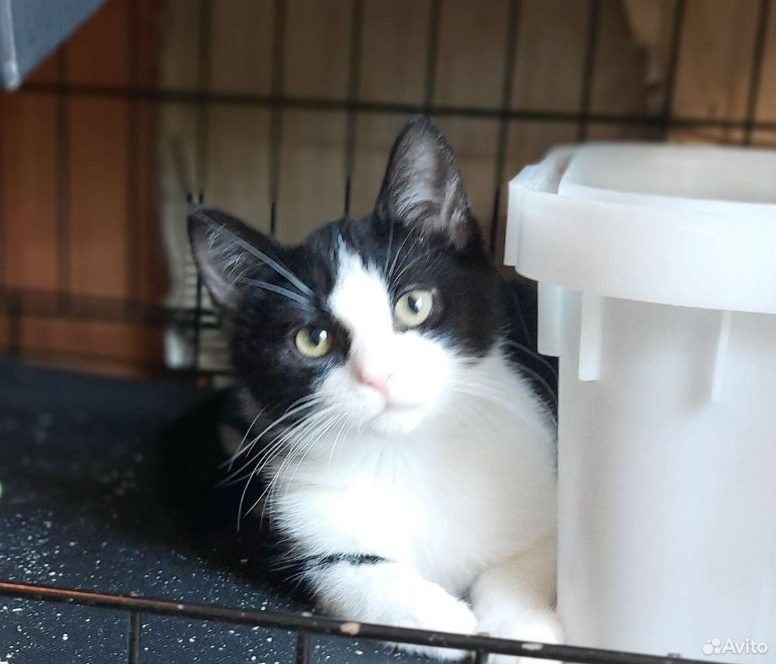 Милая котеночка