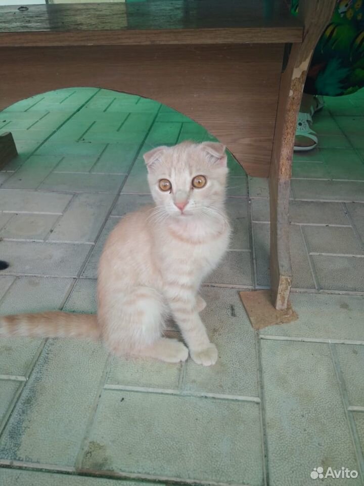 Котята, мальчик и девочка. Возраст 3 месяца. Отдад