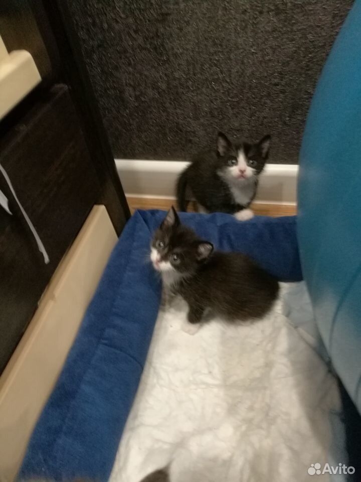 Отдадим бесплатно котят,котик и кошечка сегодня ис