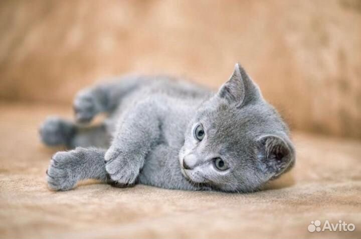 Русский котя