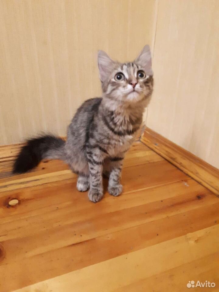 Бездомный котёнок