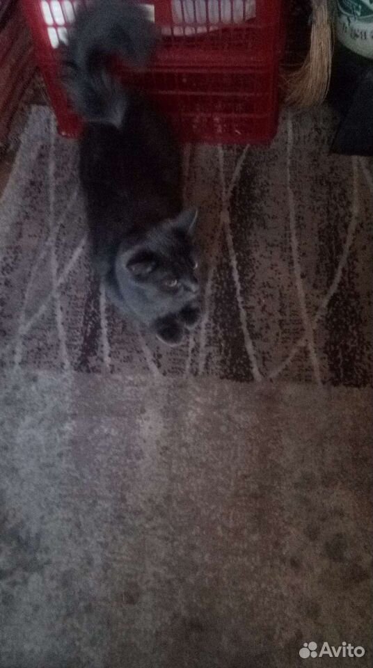 Кошка ищет жениха