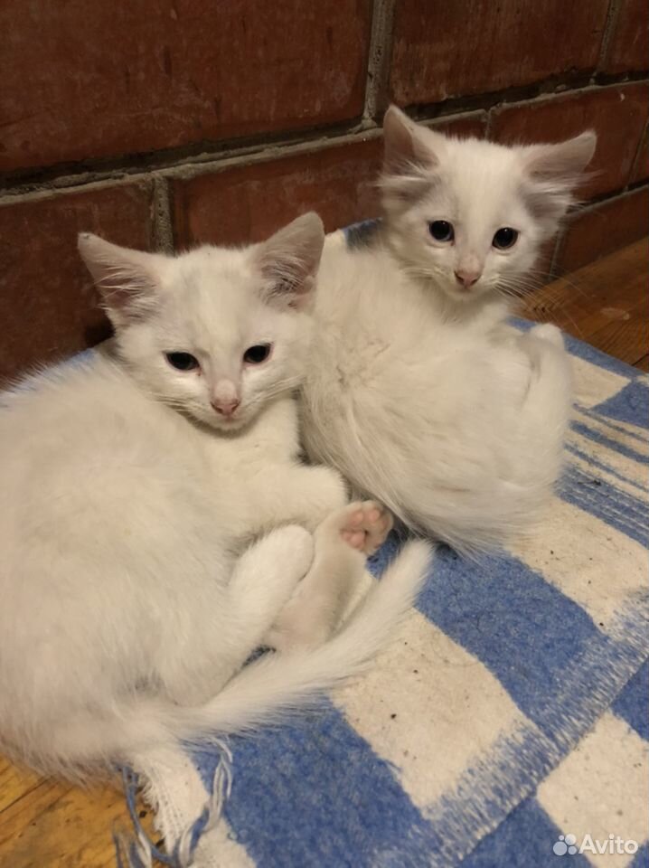 Очаровательные котята в добрые руки