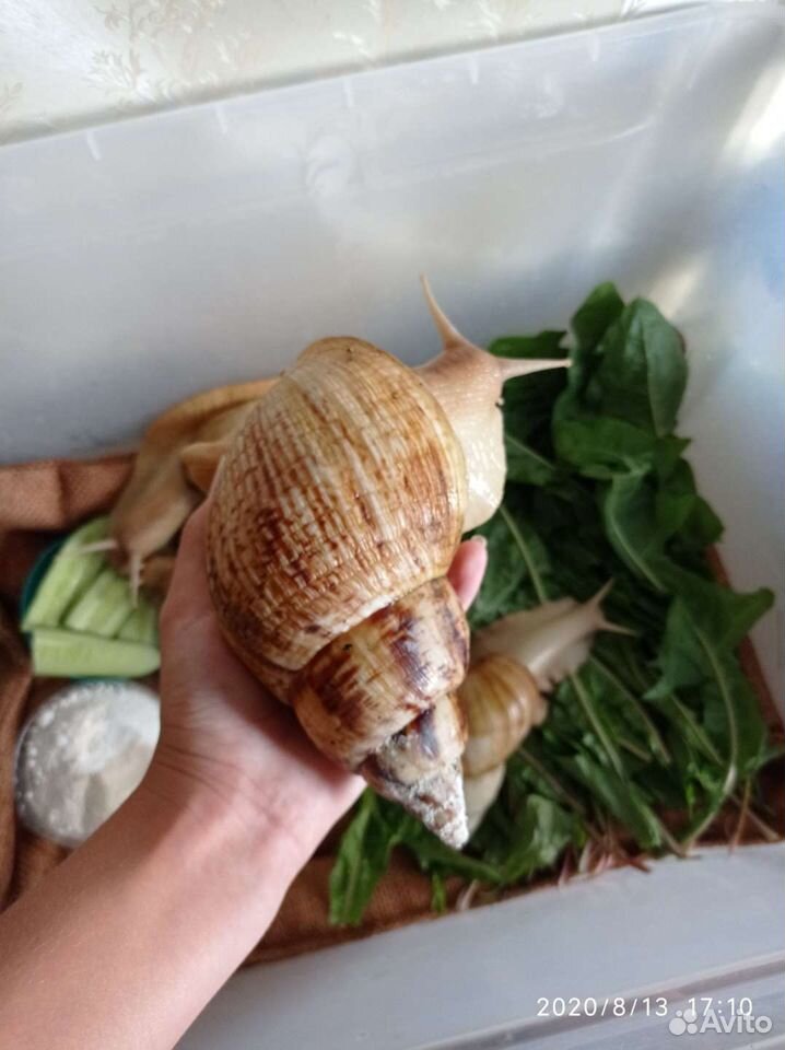 Ахатина ретикулята черноголовая