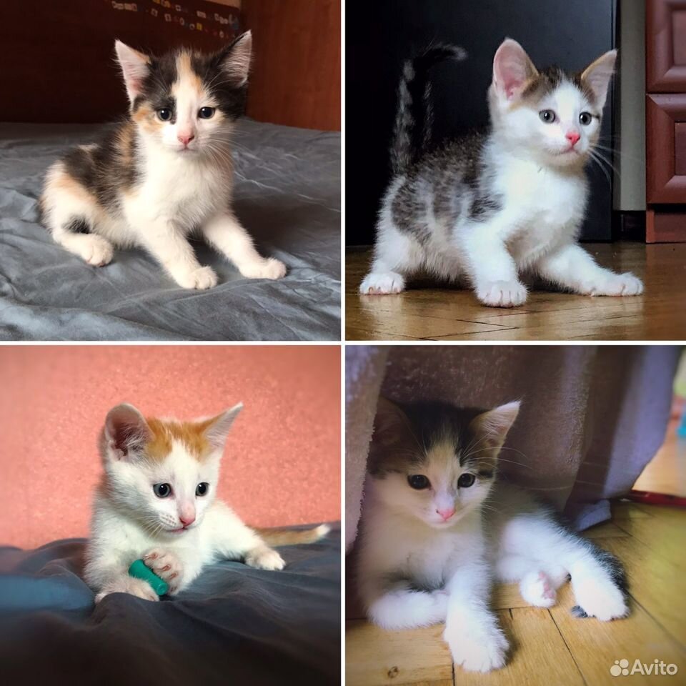 Котята 2 мес