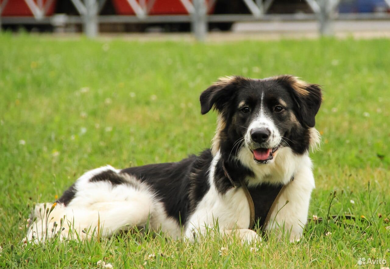 Бася. Молодая красивая собака. Бесплатно