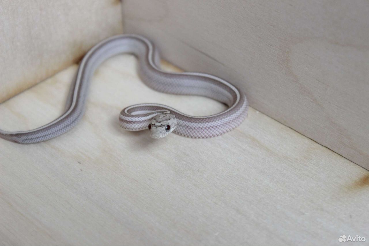 Маисовые полоза