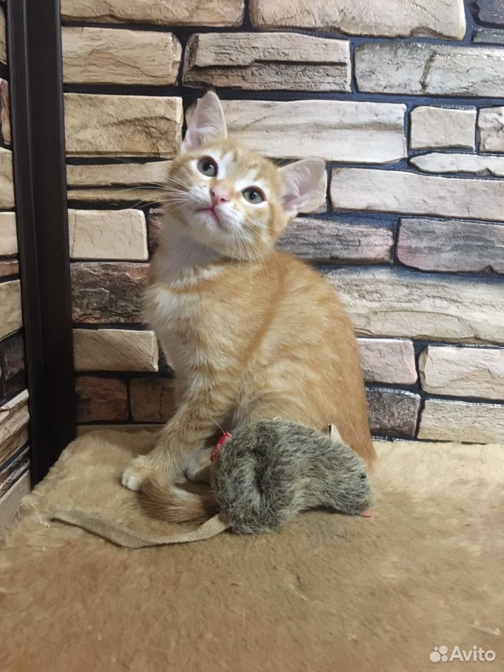 Котик в хорошую семью