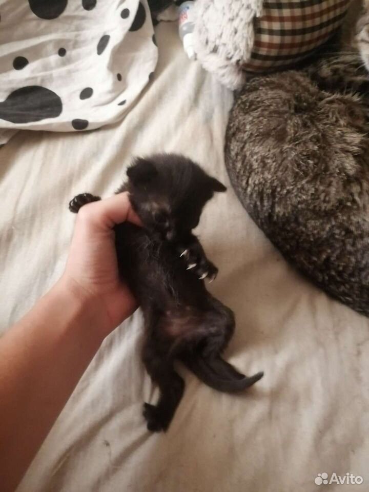 Котята породисты