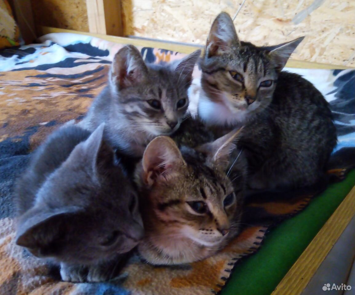 Котята ищут уютный дом