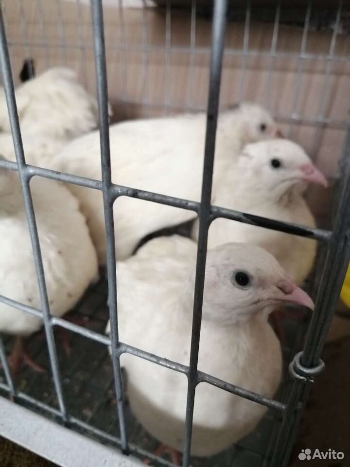 Перепел техасский