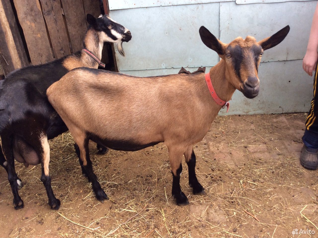 Козы дойные, козочки, козлы чешские