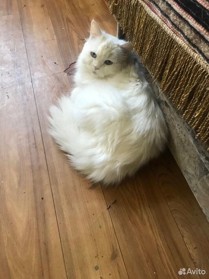 Отдам бесплатно кошку, породы белая ангорка