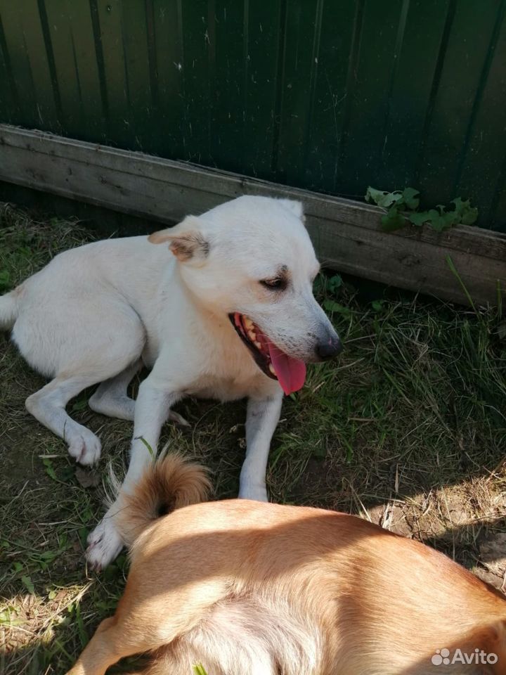 Мелкий тонконогий Бимка, в дар