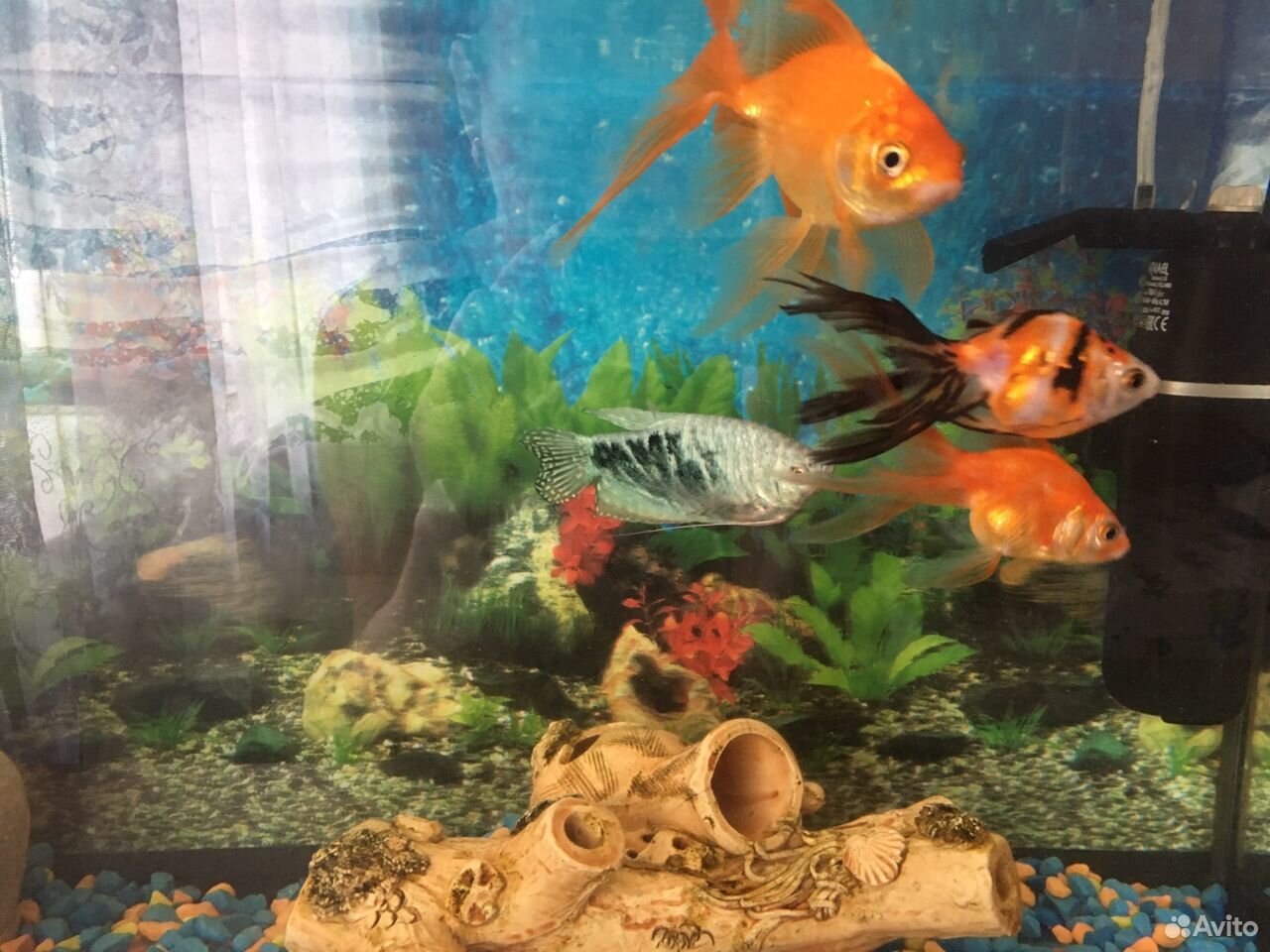 Аквариум и рыбки