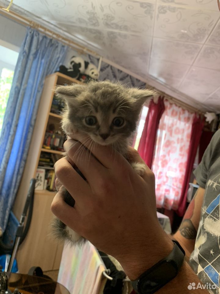 Котёнок