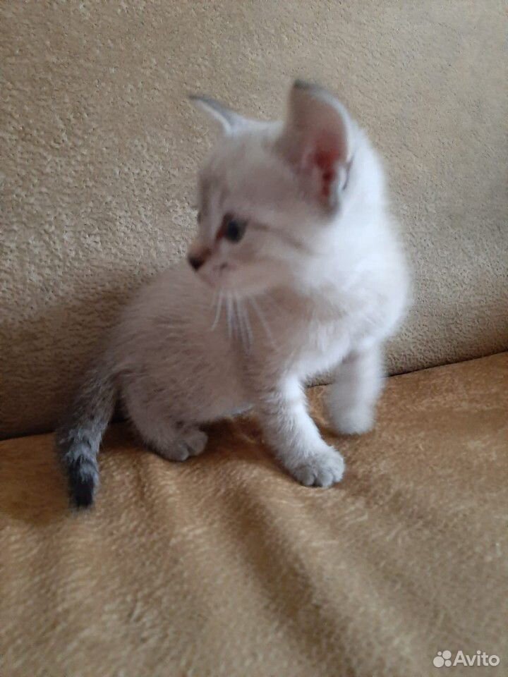 Котенок Мальчик Сиам