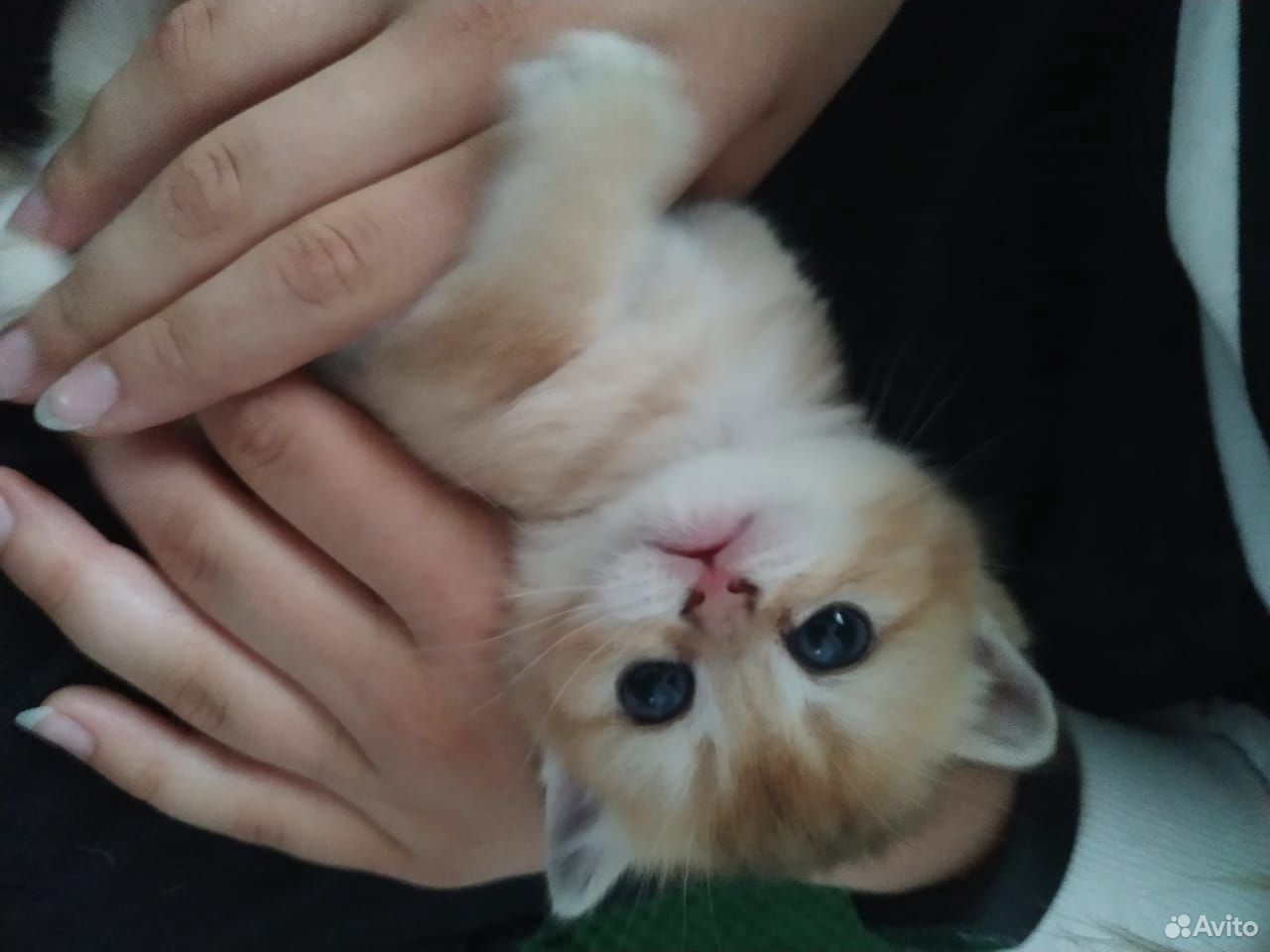 Котенок золотая шиншилла