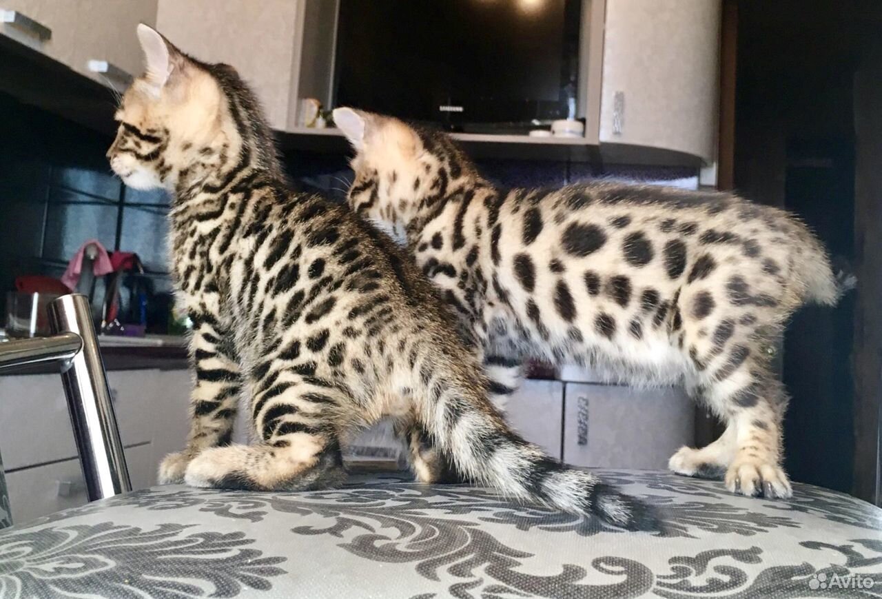 Бенгальские котята