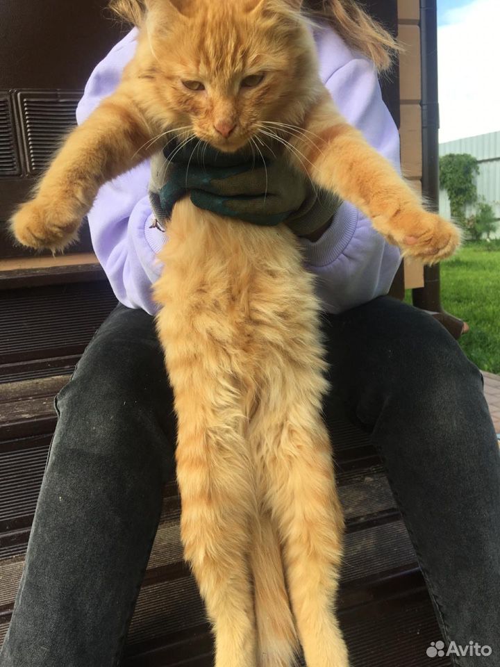 Рыжий котенок 4 месяца, самка