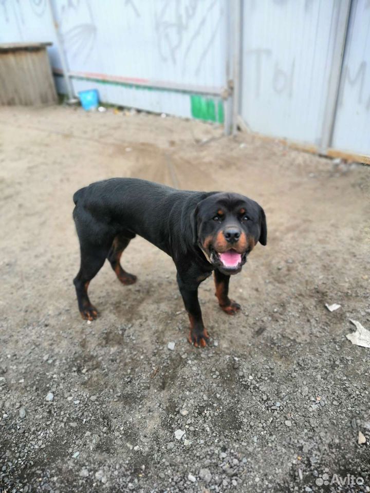 Ротвейлер