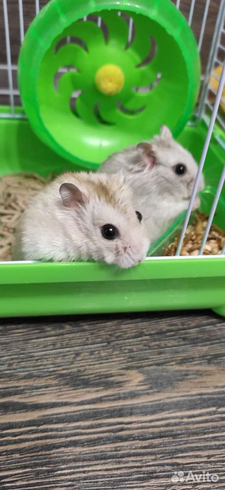 Джунгарский хомяк