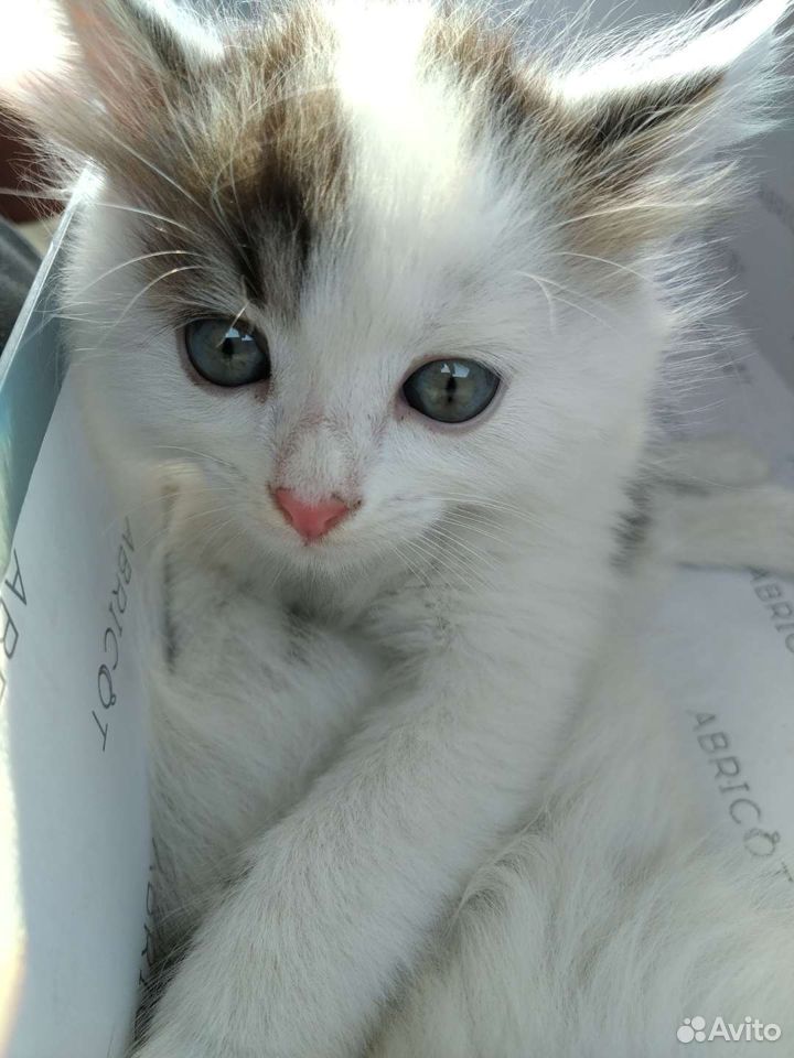 Котенок девочка