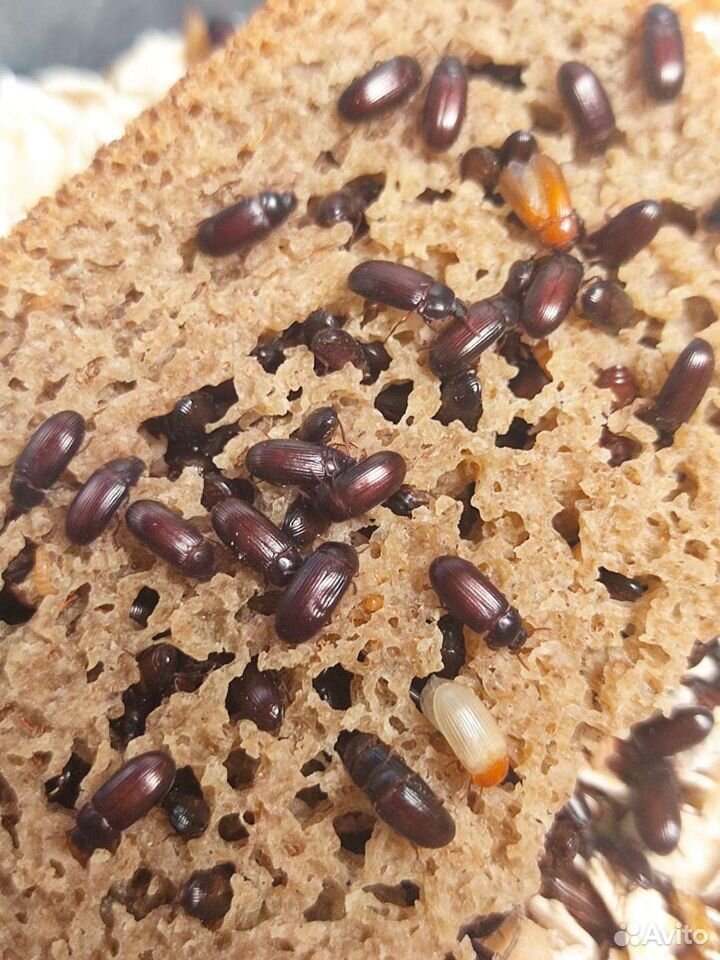 Знахарь кормовая культура